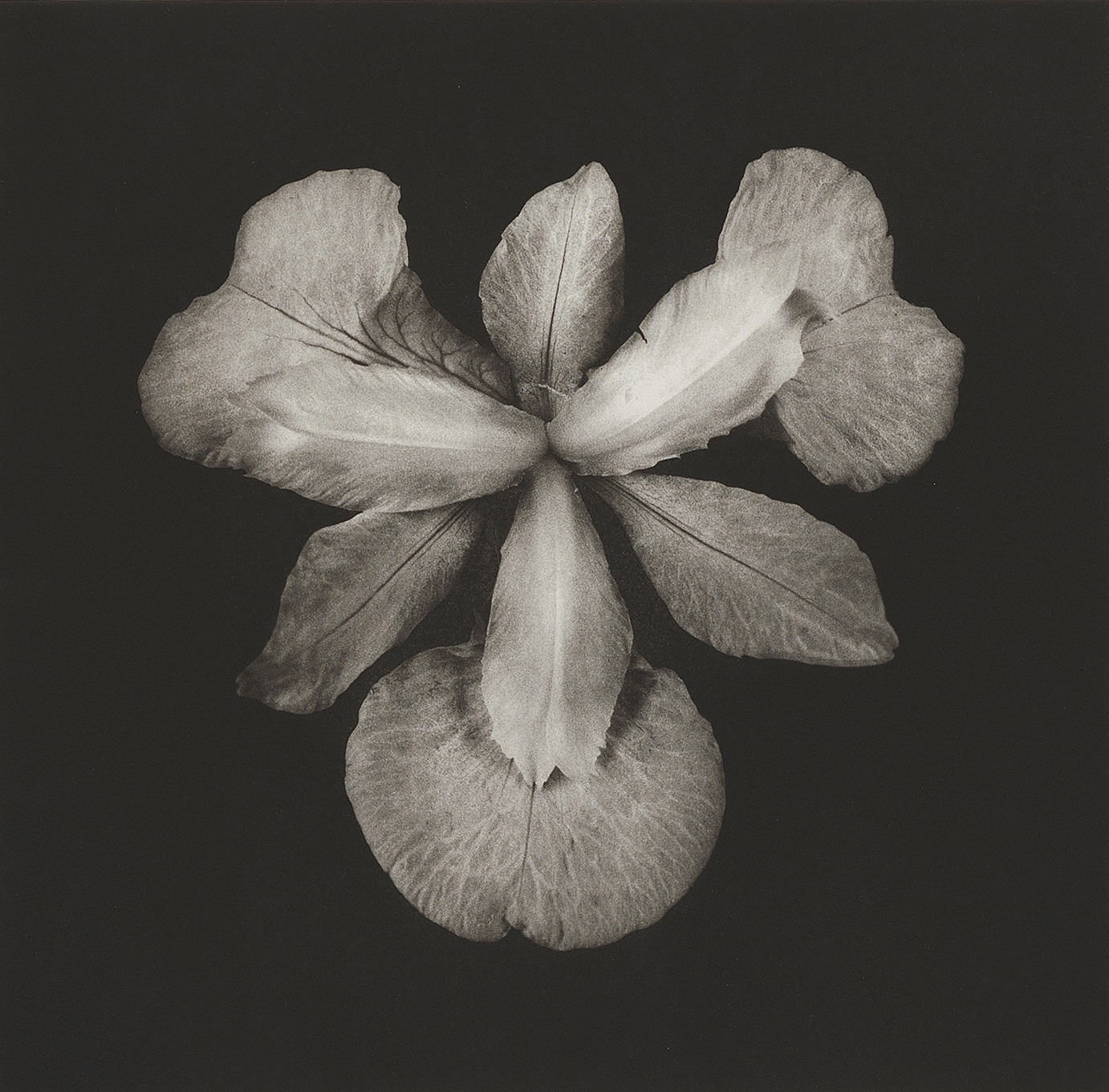 IRIS - Augen Gallery